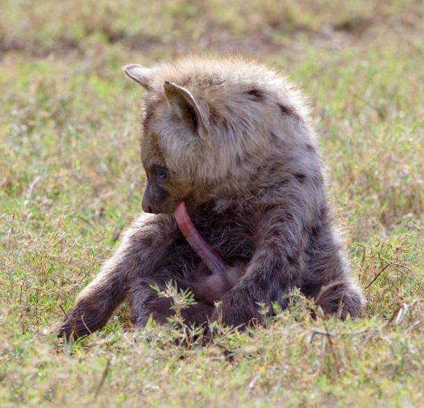 Female Hyenas Give Birth Through Penises Yourtango